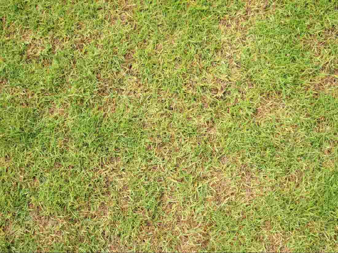 How to Thicken Your Lawn in Summer | SodPods®