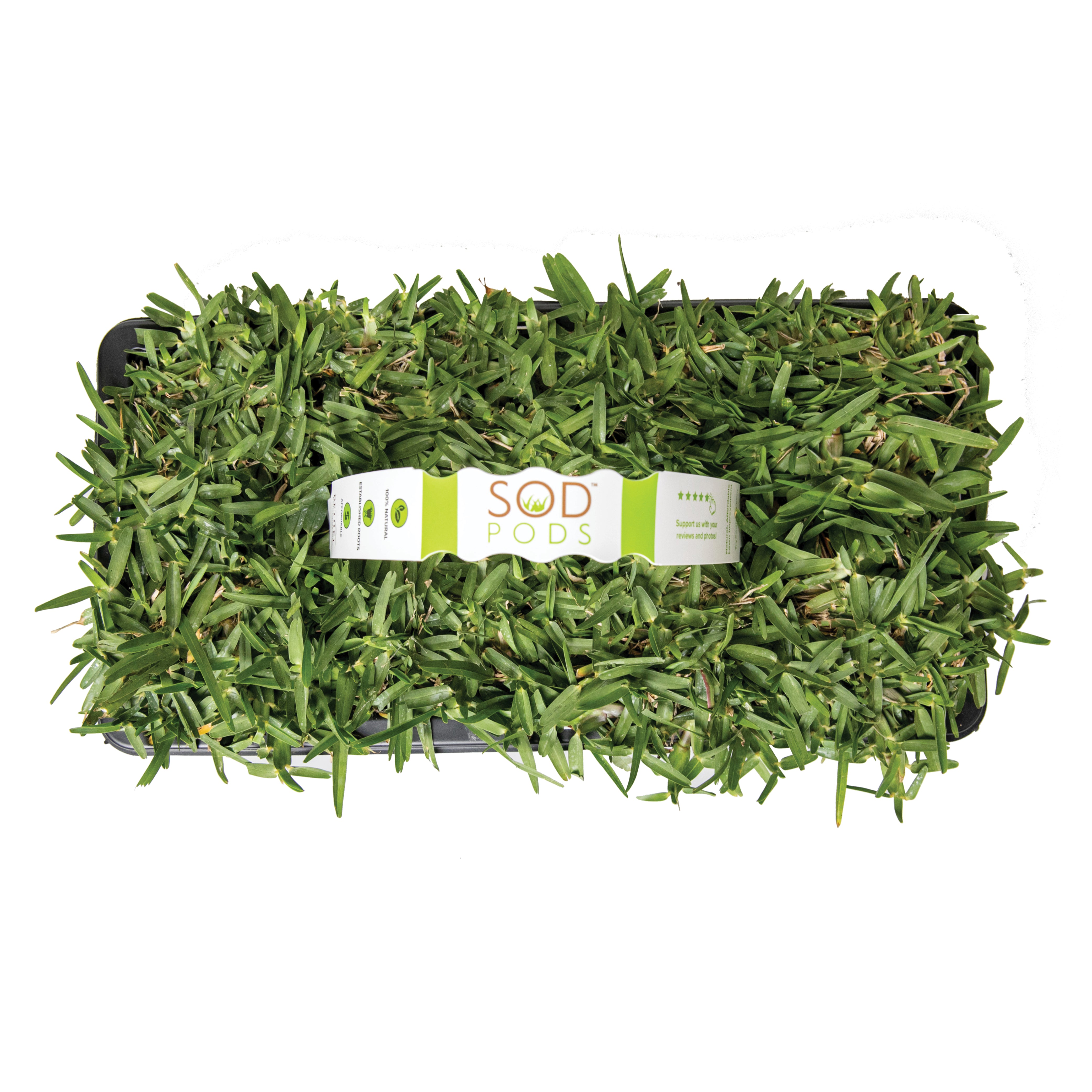 CitraBlue St. Augustine Grass Plugs and Patches | SodPods®